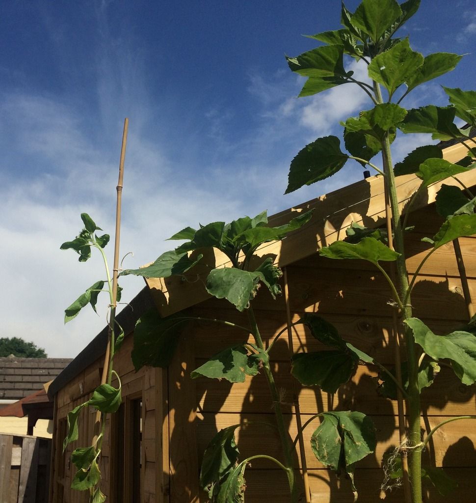 MiracleGro compost – Chat Forum – Singletrack World Magazine Forum